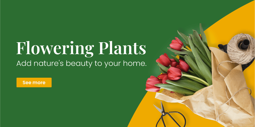 Online Nursery for Plants, Tools, and Garden Accessories - Urvann