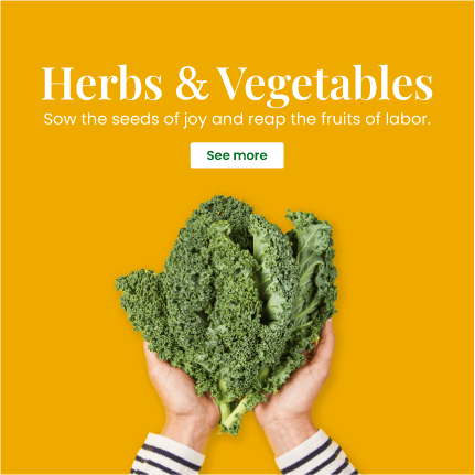 Online Nursery for Plants, Tools, and Garden Accessories - Urvann