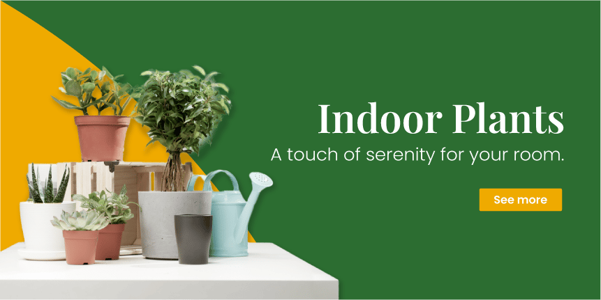 Online Nursery for Plants, Tools, and Garden Accessories - Urvann