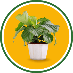 Online Nursery for Plants, Tools, and Garden Accessories - Urvann