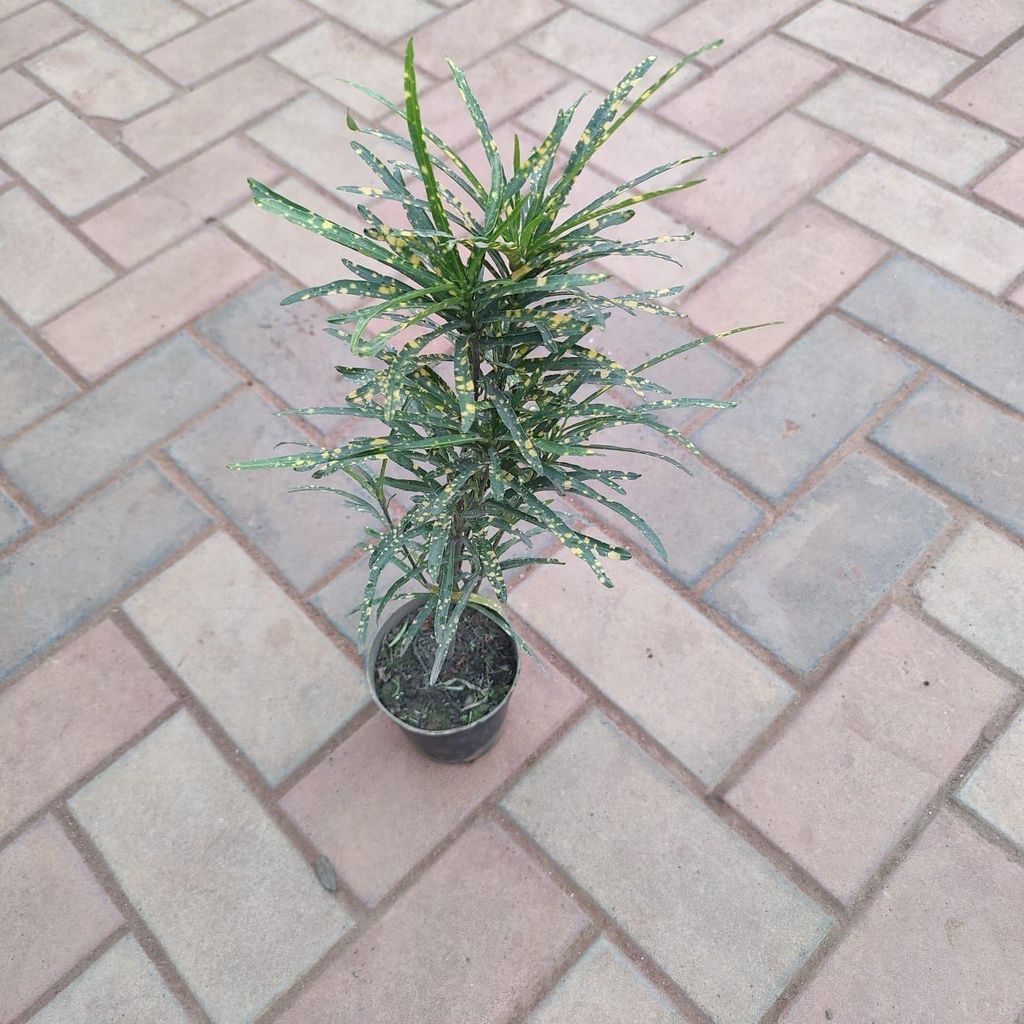 Free Next Day Delivery | Baby Croton Small Leaves in 4 Inch Nursery Bag