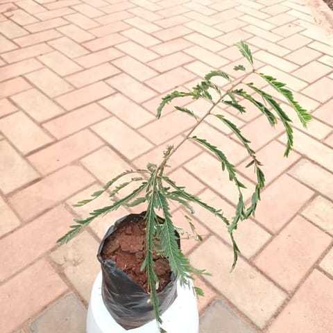 Free Next Day Delivery | Baby Croton Small Leaves in 4 Inch Nursery Bag