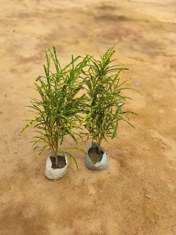 Free Next Day Delivery | Set of 2 Baby Croton in 5 Inch Nursery Bag