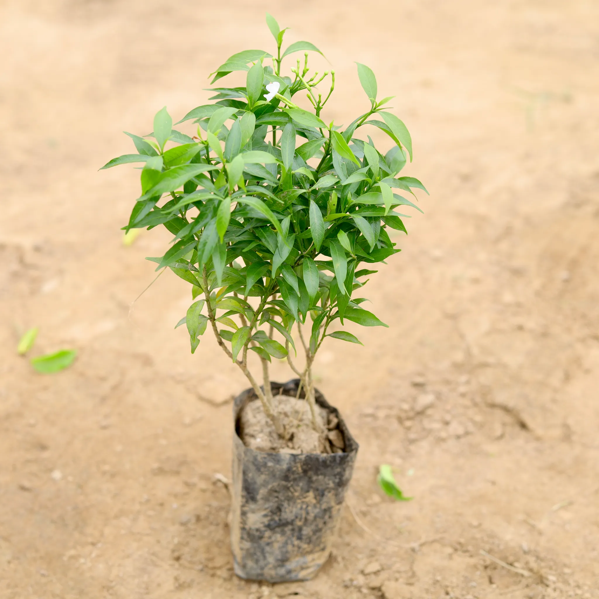 Free Next Day Delivery | Dwarf Chandni in 4 Inch Nursery Bag
