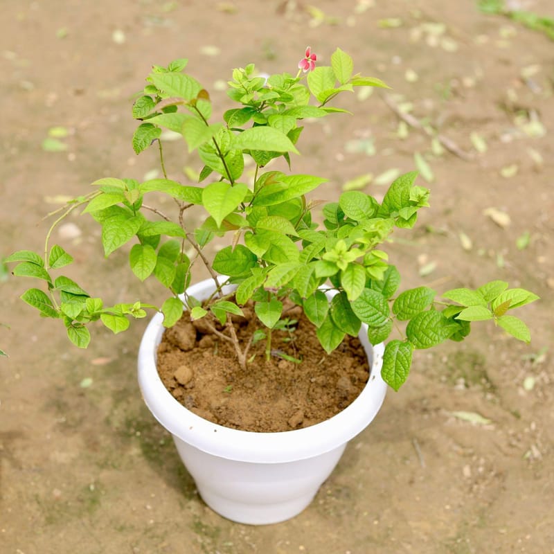 Free Next Day Delivery | Madhu Malti / Rangoon Creeper (any colour) in ...