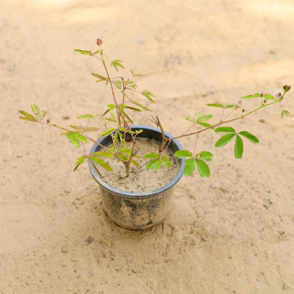 Free Next Day Delivery | Touch Me Not / Chui Mui In 5 Inch Nursery Pot