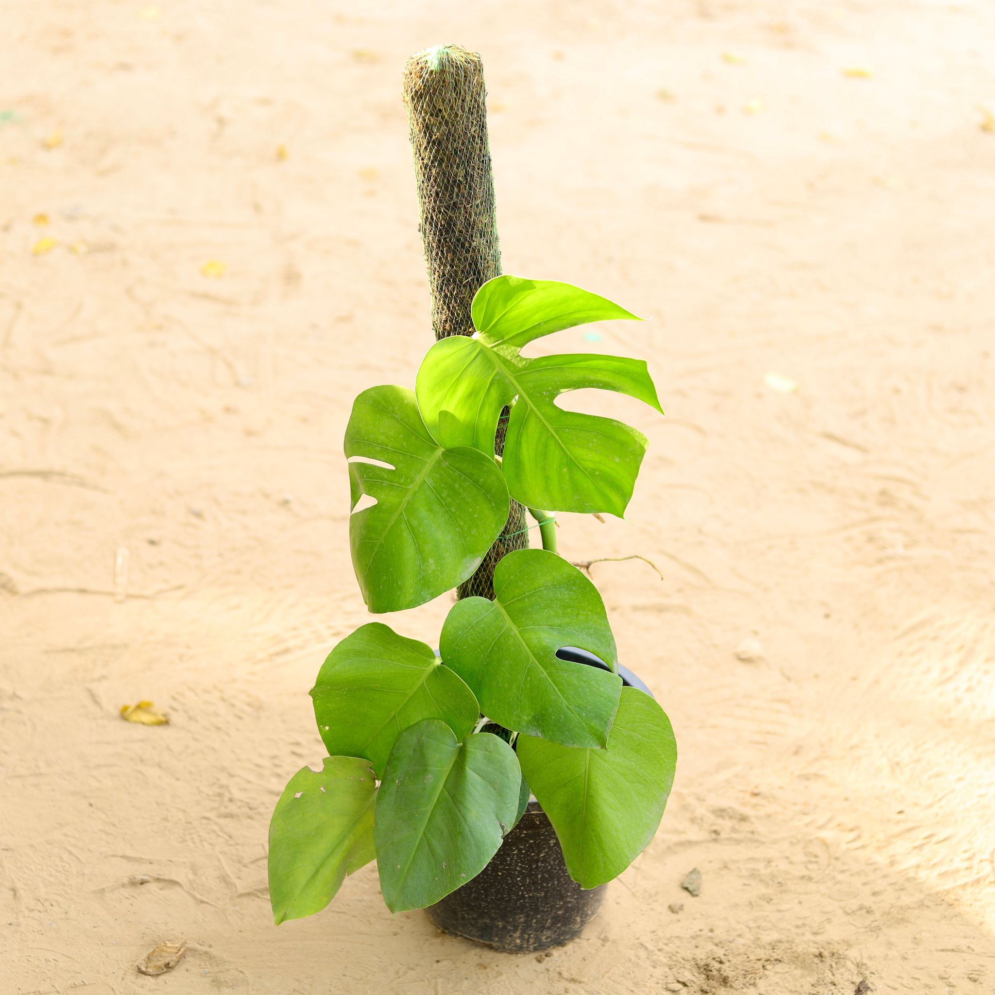 Free Next Day Delivery | Monstera Deliciosa with 3 Ft Moss Stick In 8 ...