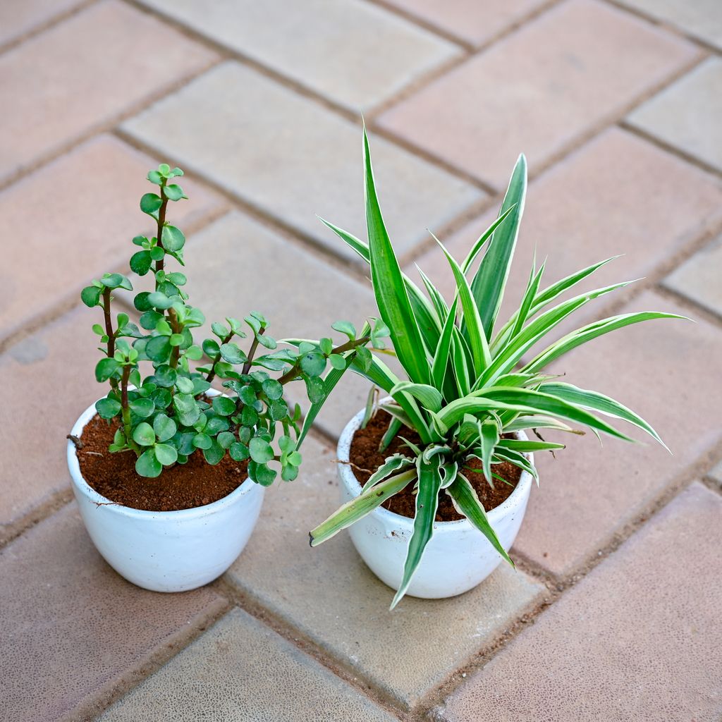 Free Next Day Delivery | Set of 2 - Jade & Spider in 3 Inch Classy ...