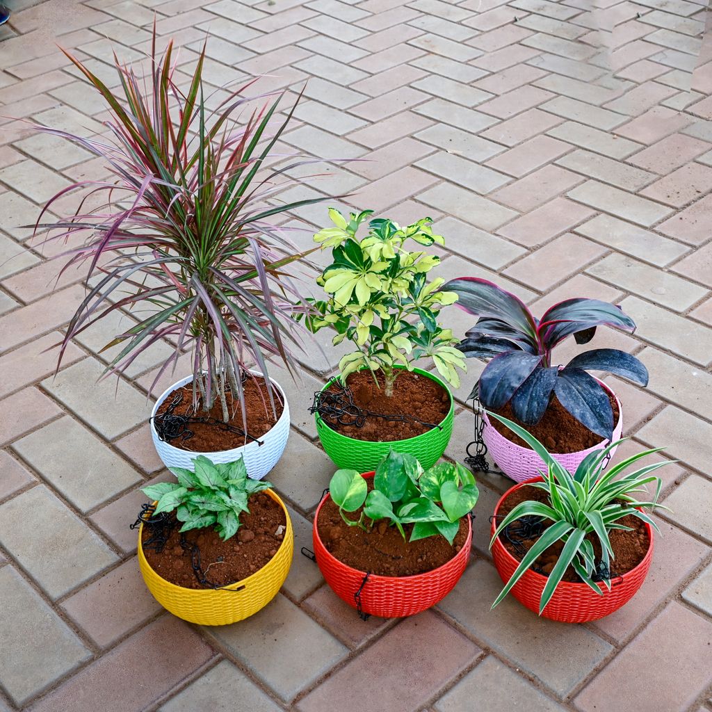 Free Next Day Delivery | Hanging Delight - Set of 6 - Dracaena Colorama ...