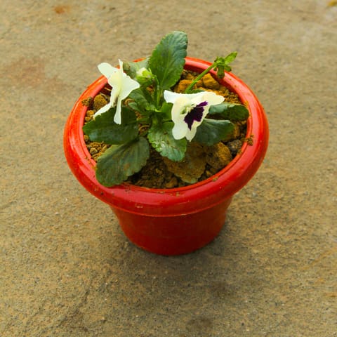 Free Next Day Delivery | Pansy (any colour) in 6 Inch Classy Red ...