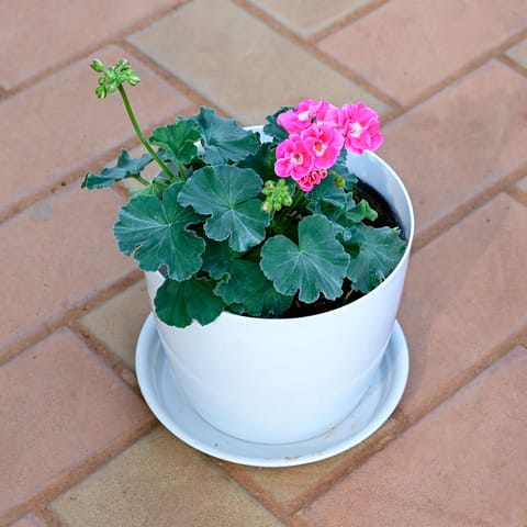 Free Next Day Delivery | Geranium Pink in 6 Inch White Premium Sphere ...