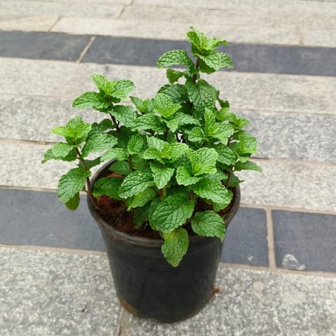 Free Next Day Delivery | Mint in 5 Inch Nursery Pot