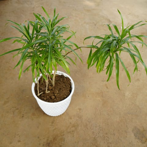 Free Next Day Delivery | Dracaena Green in 12 Inch Classy White Premium ...