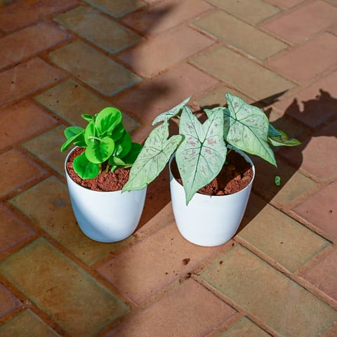 Free Next Day Delivery | Set of 2 - Peperomia Variegated & Alocasia ...