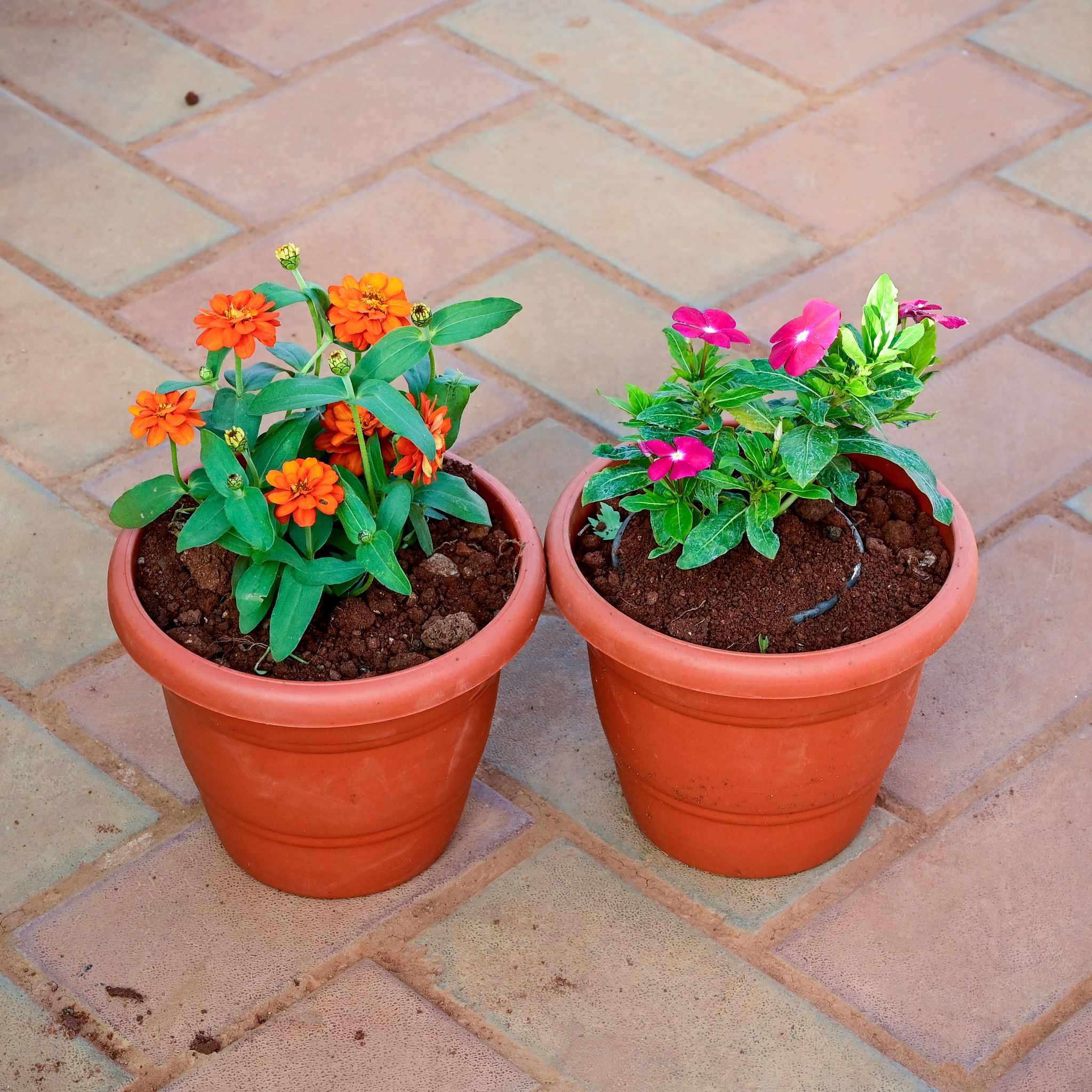 Free Next Day Delivery | Set of 2 - Periwinkle / Vinca / Sadabahar ...