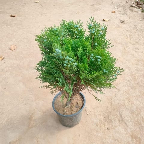 Free Next Day Delivery | Morpankhi in 6 Inch Nursery Pot