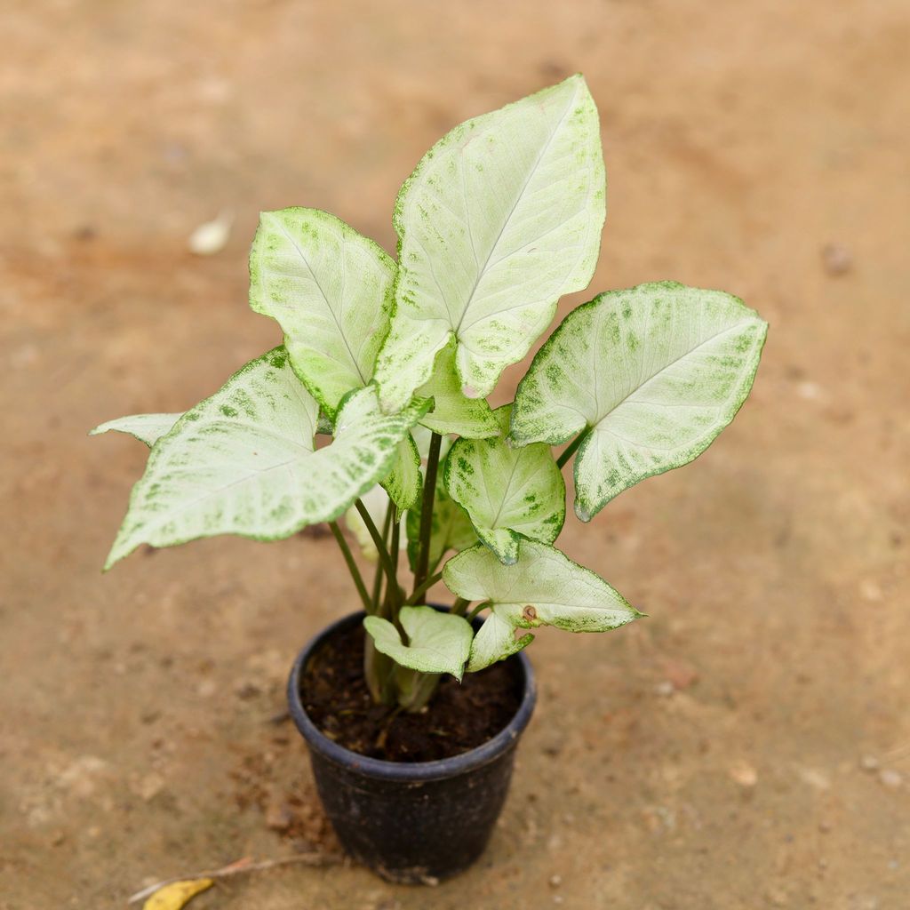 Free Next Day Delivery | Syngonium White in 4 Inch Nursery Pot