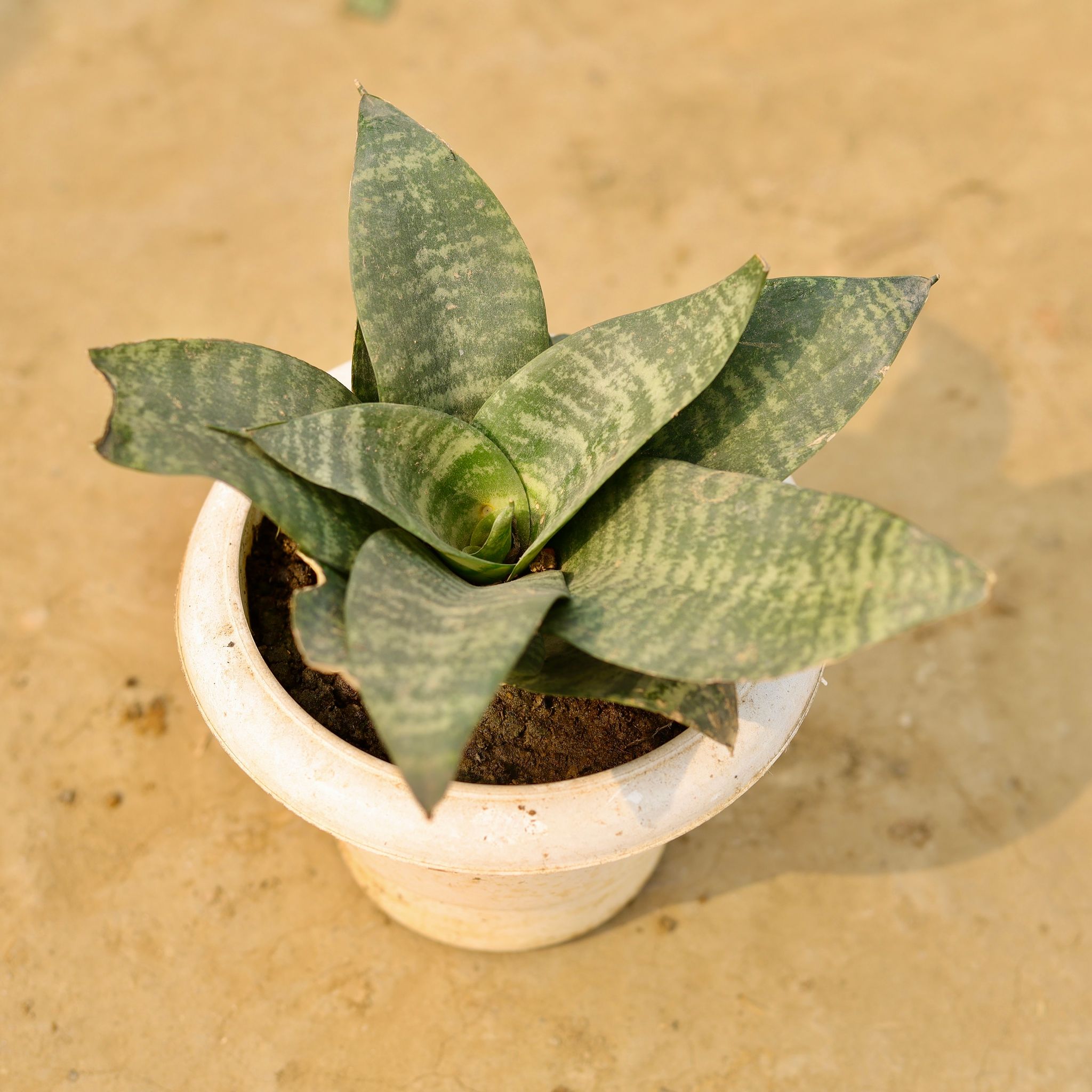 Free Next Day Delivery | Snake Green in 6 Inch Classy White Plastic Pot