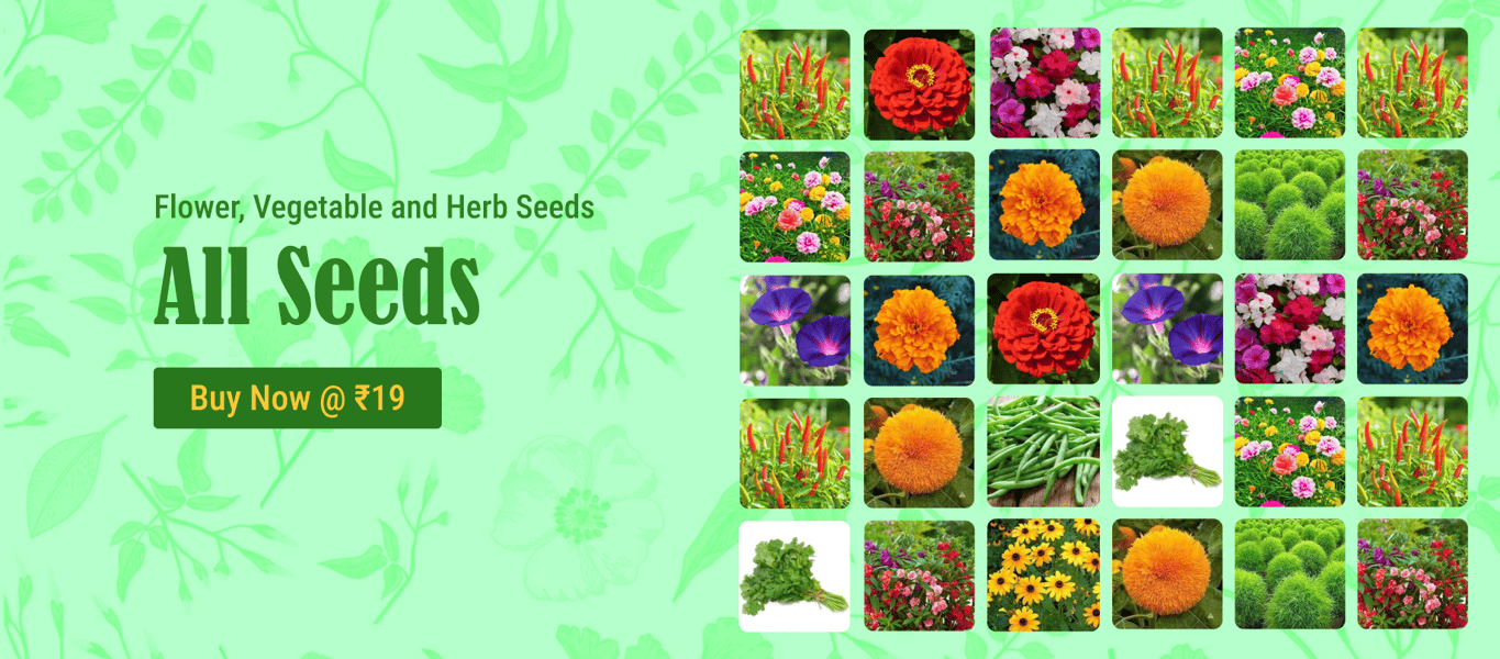 Online Nursery for Plants, Tools, and Garden Accessories - Urvann