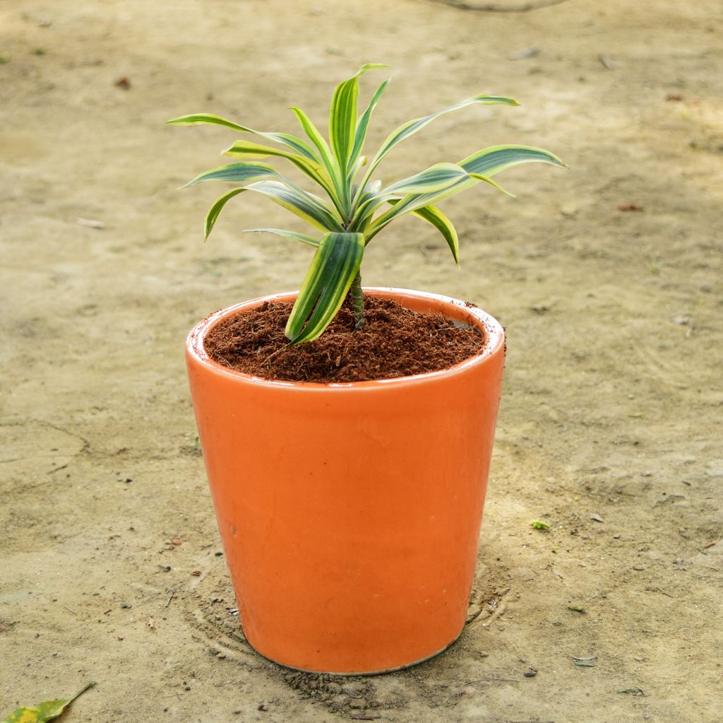 Free Next Day Delivery | Song of India in 6 Inch Balti Designer Ceramic ...