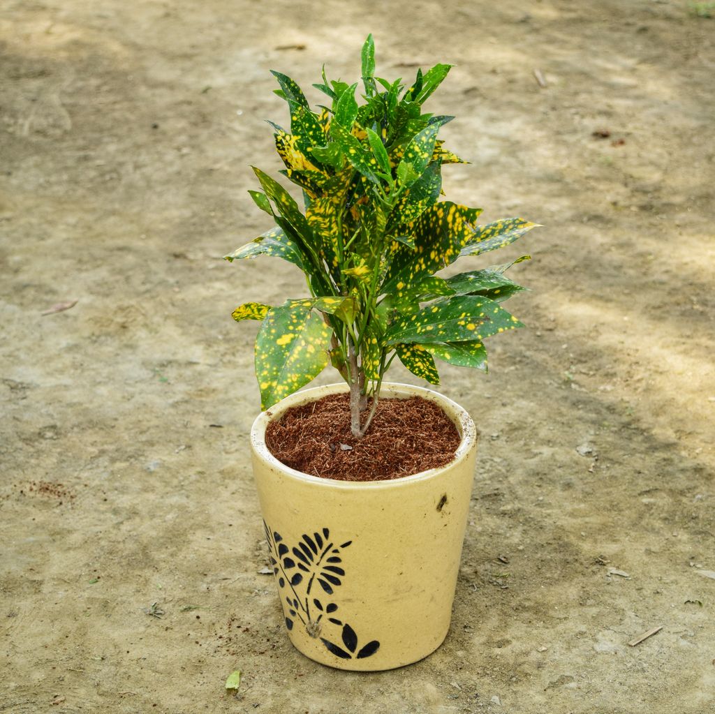 Free Next Day Delivery | Baby Croton in 6 Inch Balti Designer Ceramic ...