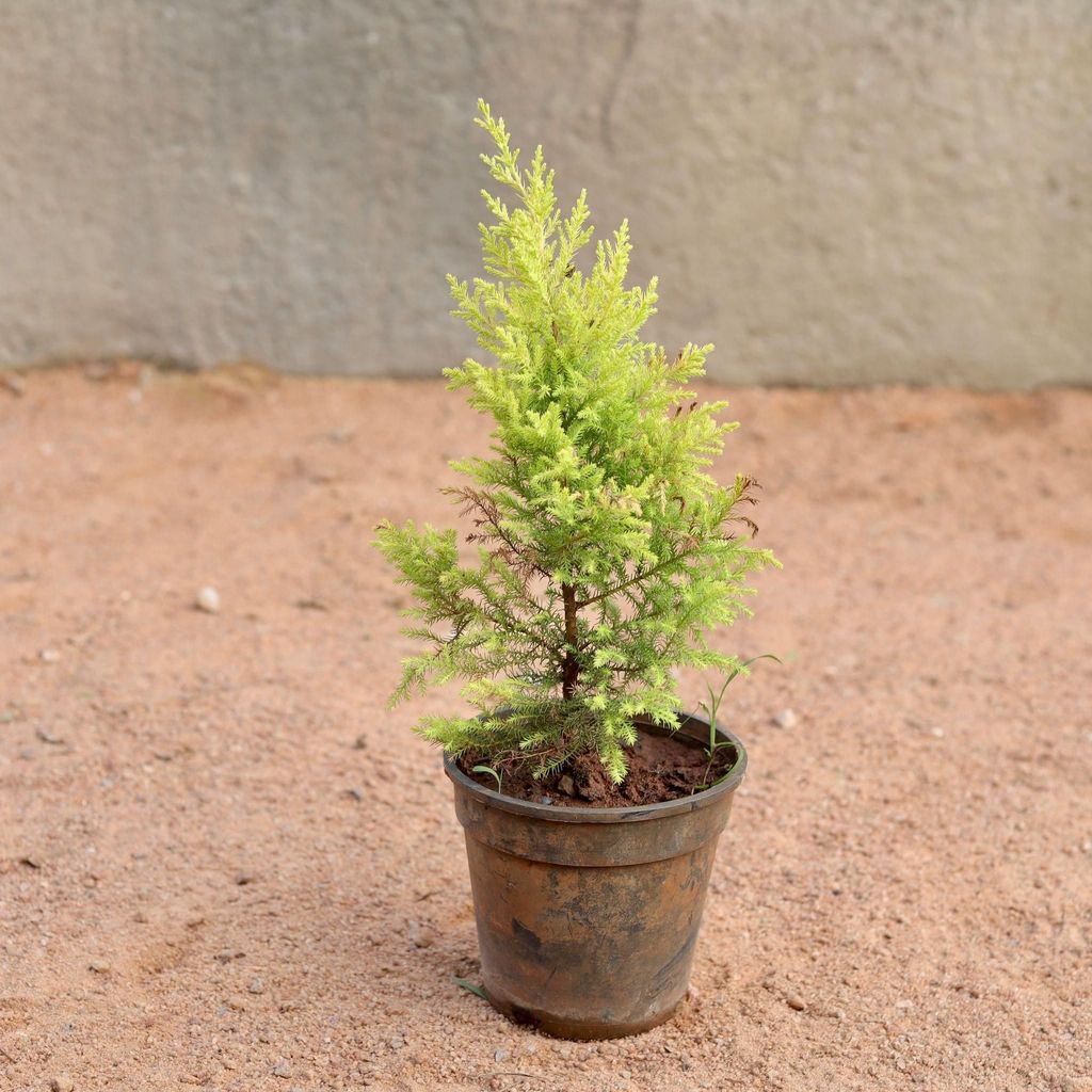 Free Next Day Delivery | Golden Cypress in 6 Inch Nursery Pot
