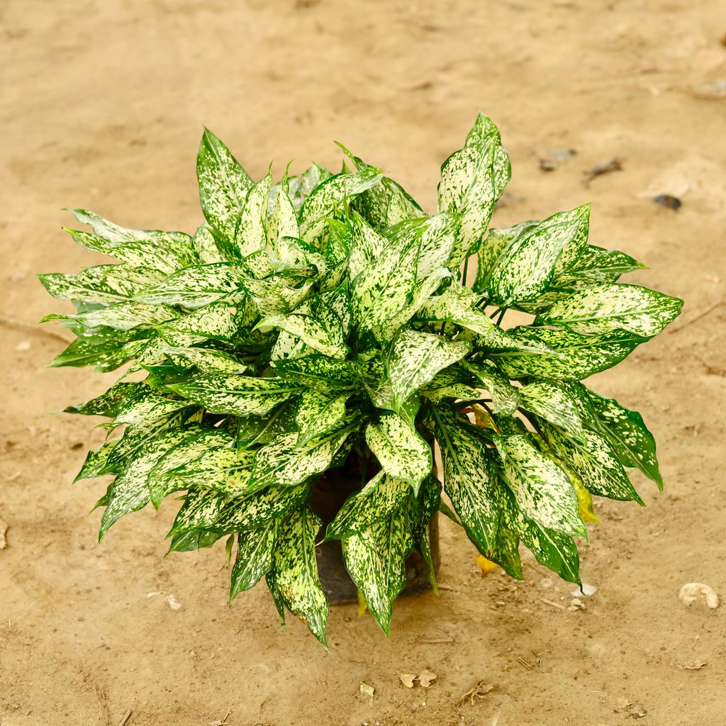 Free Next Day Delivery | Aglaonema Snow White Mother in 10 Inch Nursery Bag