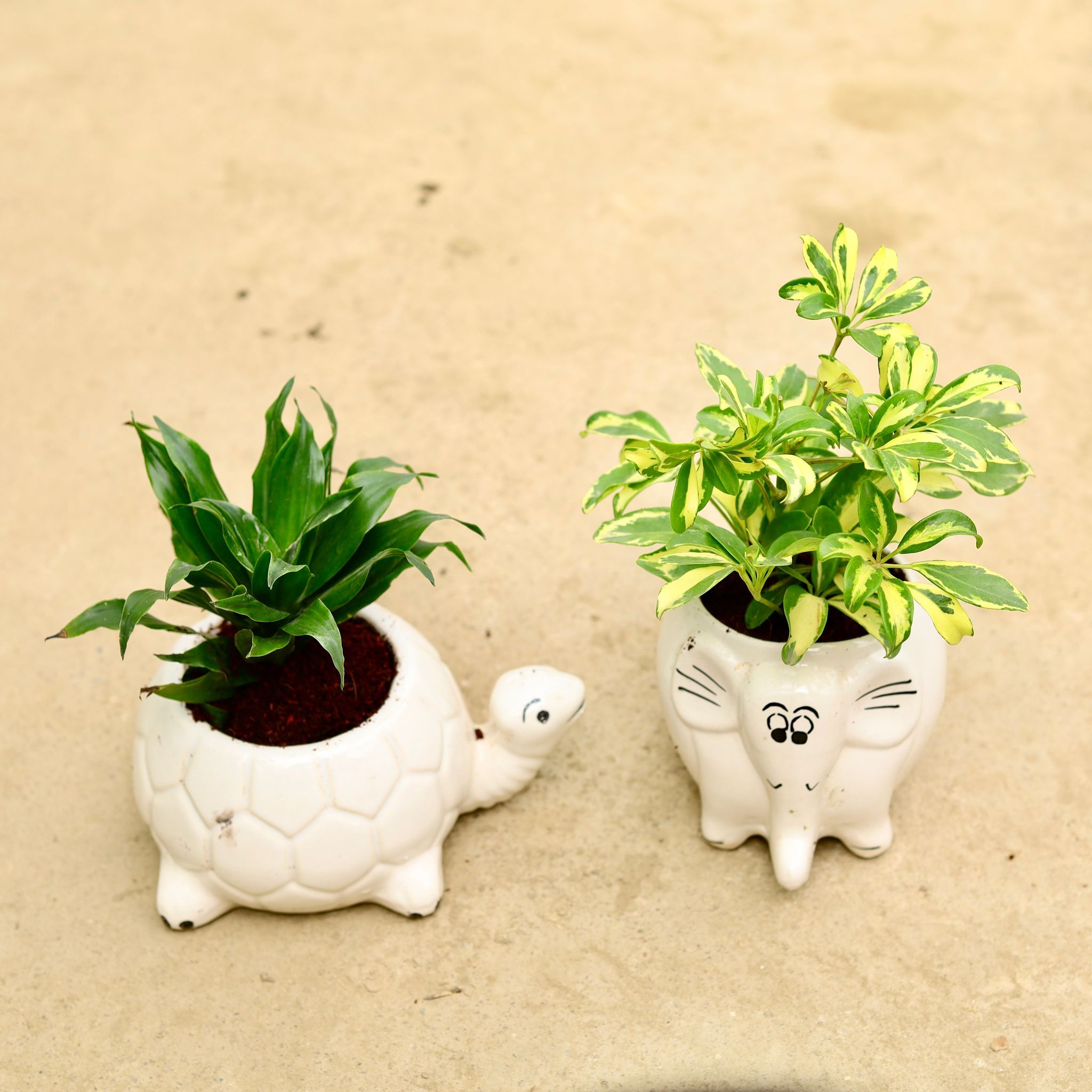 Free Next Day Delivery | Set of 2 - Dracaena Compacta & Schefflera ...