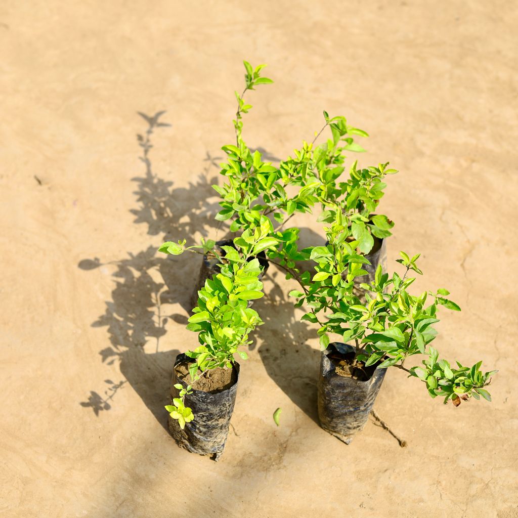 Free Next Day Delivery | Duranta Golden in 4 inch Nursery bag