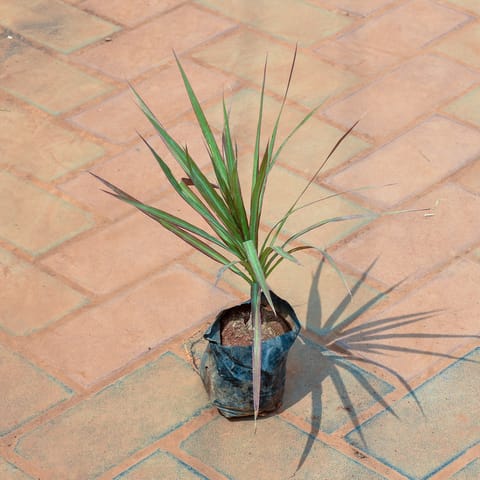 Free Next Day Delivery | Dracaena Colorama Red in 4 Inch Nursery Bag