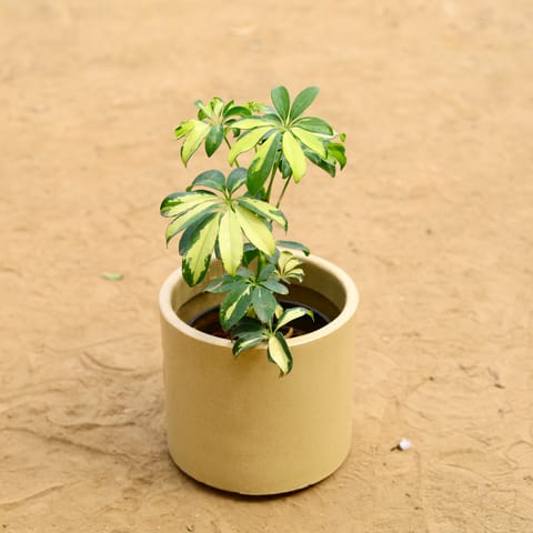 Free Next Day Delivery | Schefflera Brassia in inch 8 Inch Beige ...