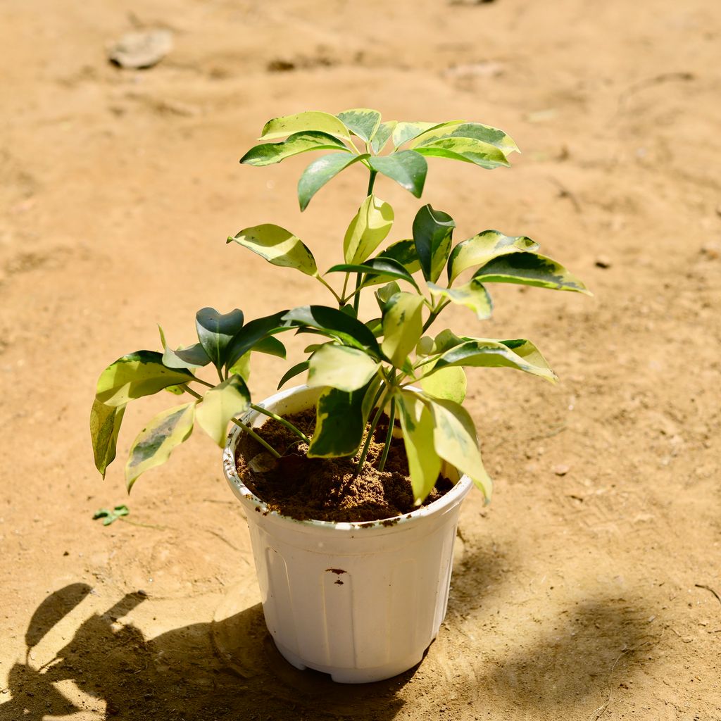 Free Next Day Delivery | Schefflera Brassia in 6 Inch White Super ...