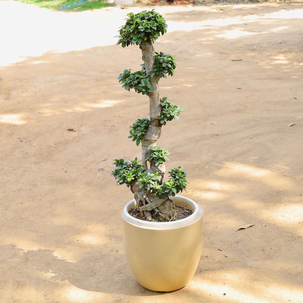 Free Next Day Delivery | Ficus S Shape Grafted Bonsai Imported (~15 Yrs ...