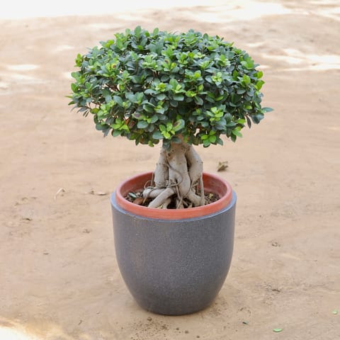Free Next Day Delivery | Ficus Bonsai Grafted (~20 Yrs Old) in 17 inch ...