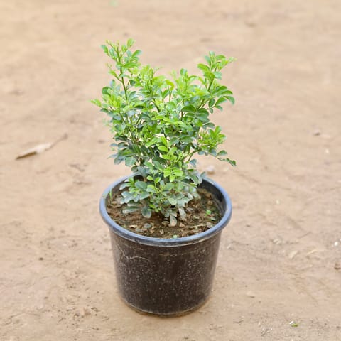 Free Next Day Delivery | Madhu Kamini / Murraya in 8 Inch Nursery Pot