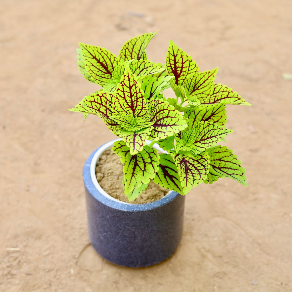 Free Next Day Delivery | Coleus Green (Any Design) in 6 Inch Classy ...