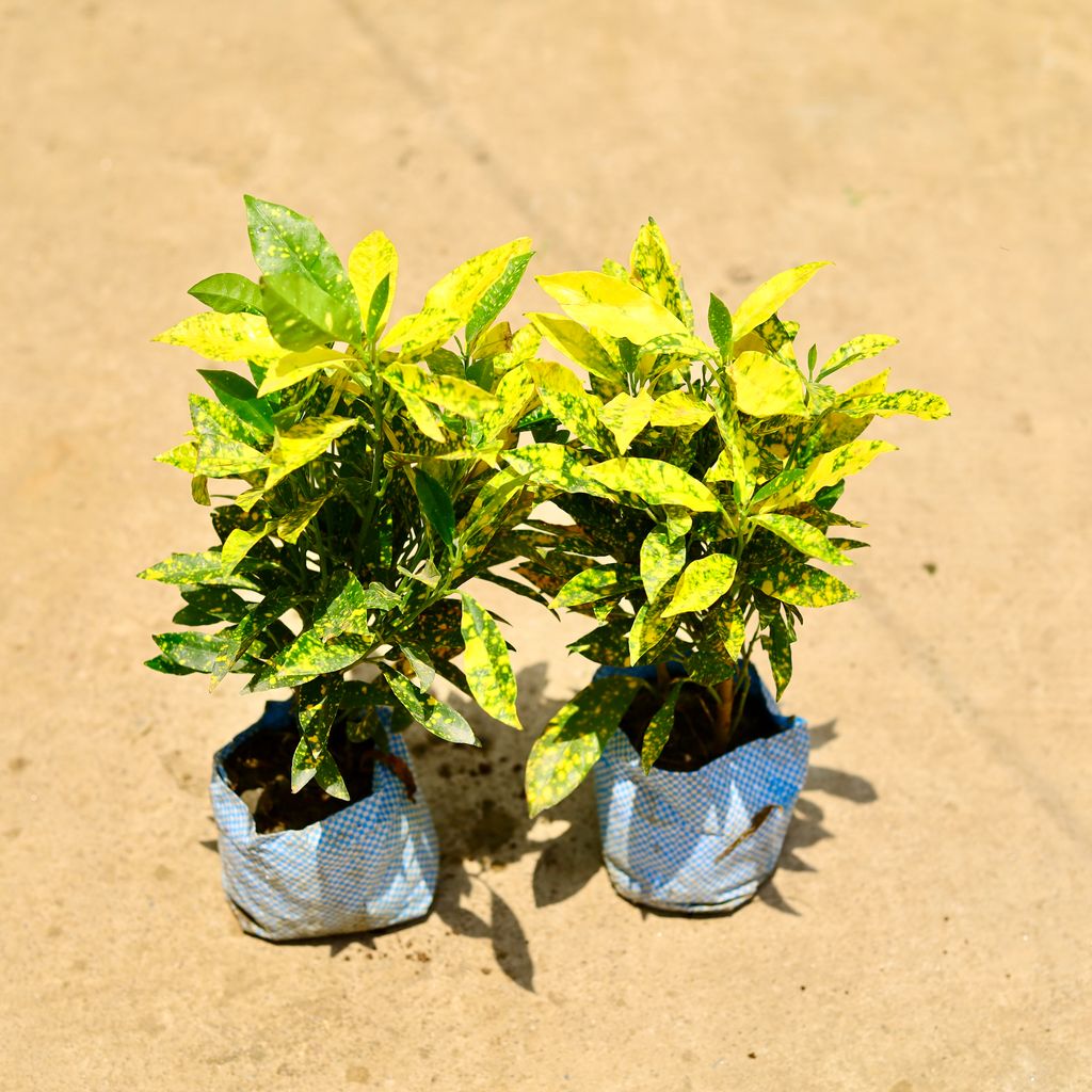 Free Next Day Delivery |Set of 2 - Baby Croton in 4 Inch Nursery Bag