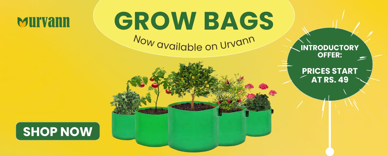 Online Nursery for Plants, Tools, and Garden Accessories - Urvann