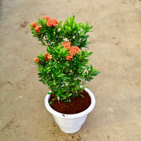 Free Next Day Delivery | Ixora Miniature (any colour) in 10 Inch White ...