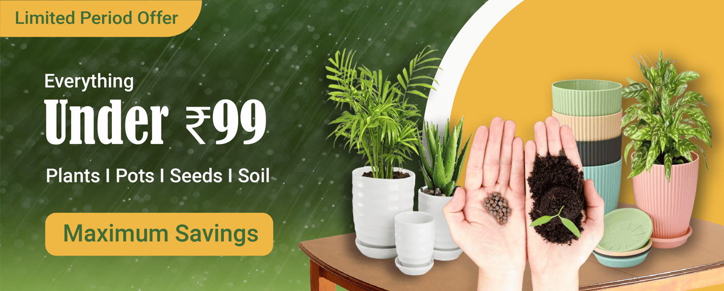 Online Nursery for Plants, Tools, and Garden Accessories - Urvann
