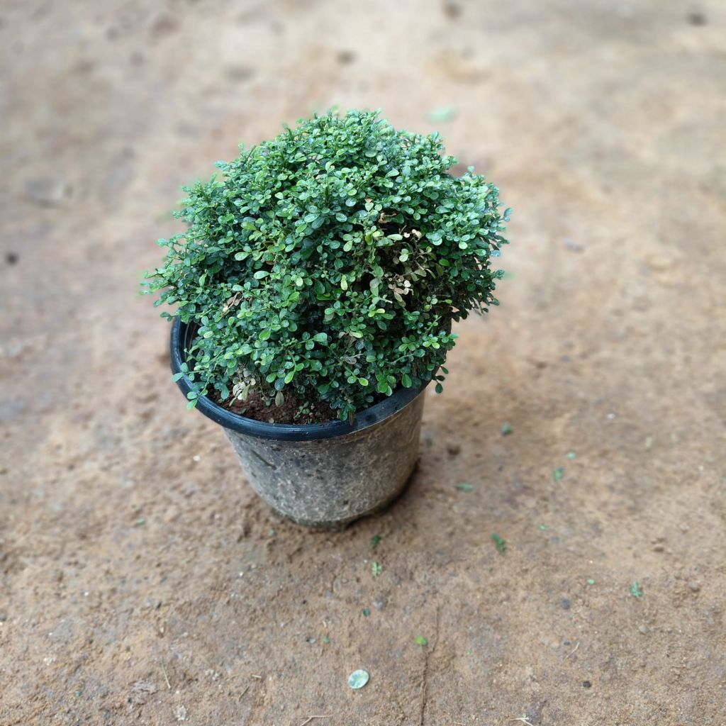 Free Next Day Delivery | murraya paniculata / Chinese Box Plant in 5 ...