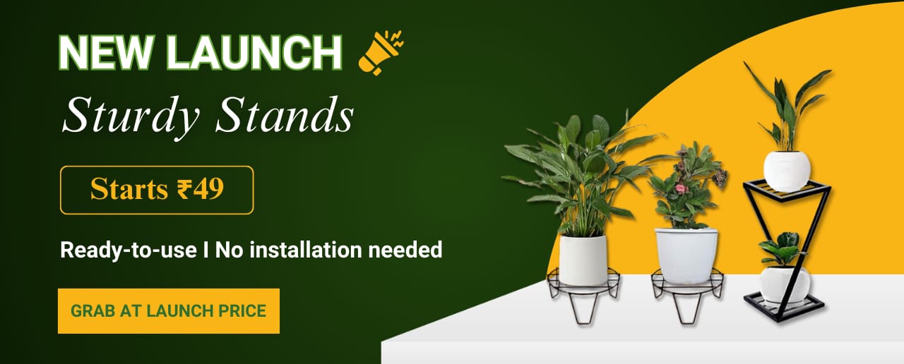 Online Nursery for Plants, Tools, and Garden Accessories - Urvann