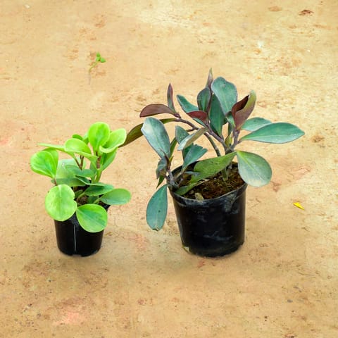 Free Next Day Delivery | Set of 2 - Peperomia / Radiator Plant (Green ...
