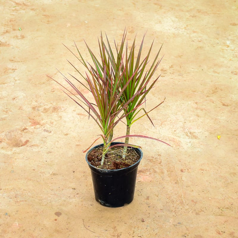 Free Next Day Delivery | Dracaena Colorama Red in 6 Inch Nursery Pot