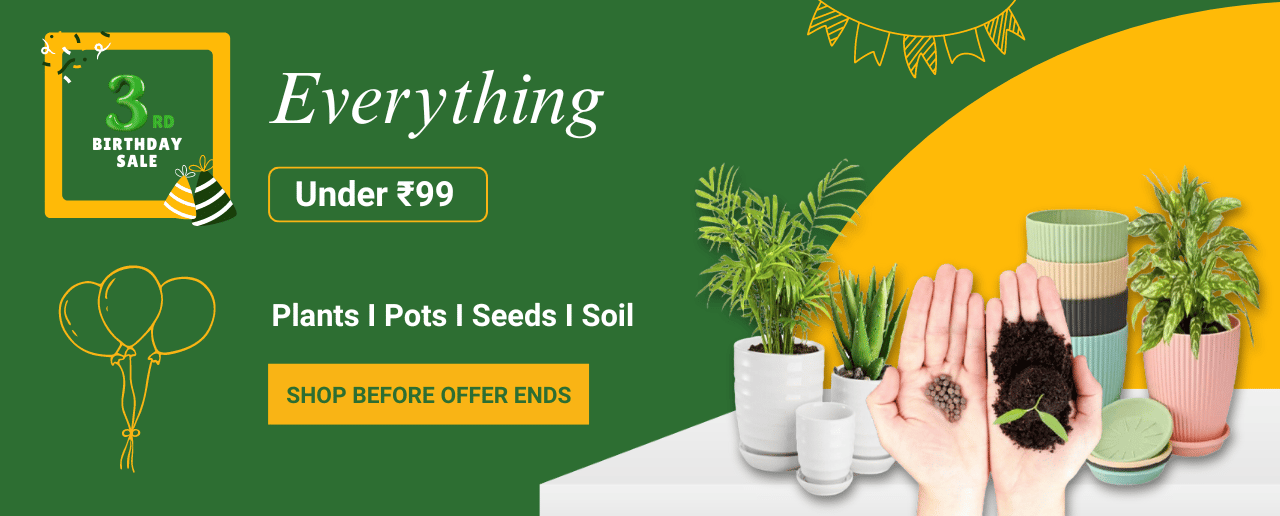 Online Nursery for Plants, Tools, and Garden Accessories - Urvann