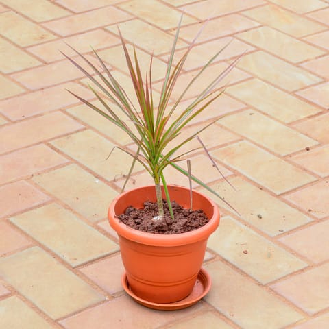 Free Next Day Delivery | Dracaena Colorama Red in 7 Inch Classy Red ...