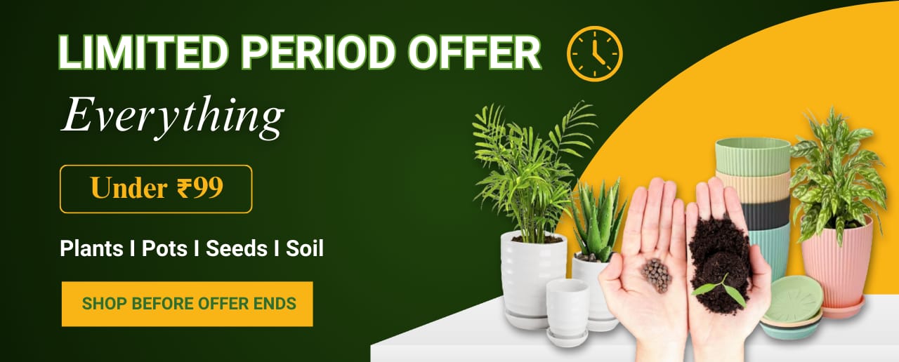 Online Nursery for Plants, Tools, and Garden Accessories - Urvann