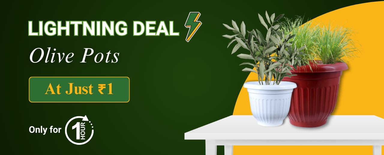 Online Nursery for Plants, Tools, and Garden Accessories - Urvann