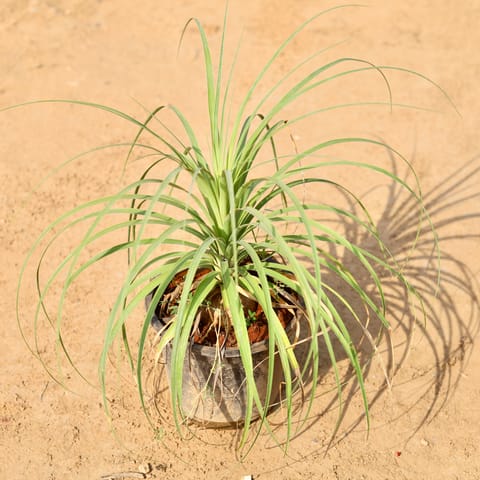 Free Next Day Delivery | Lolina / Nolina Palm In 8 Inch Nursery Pot