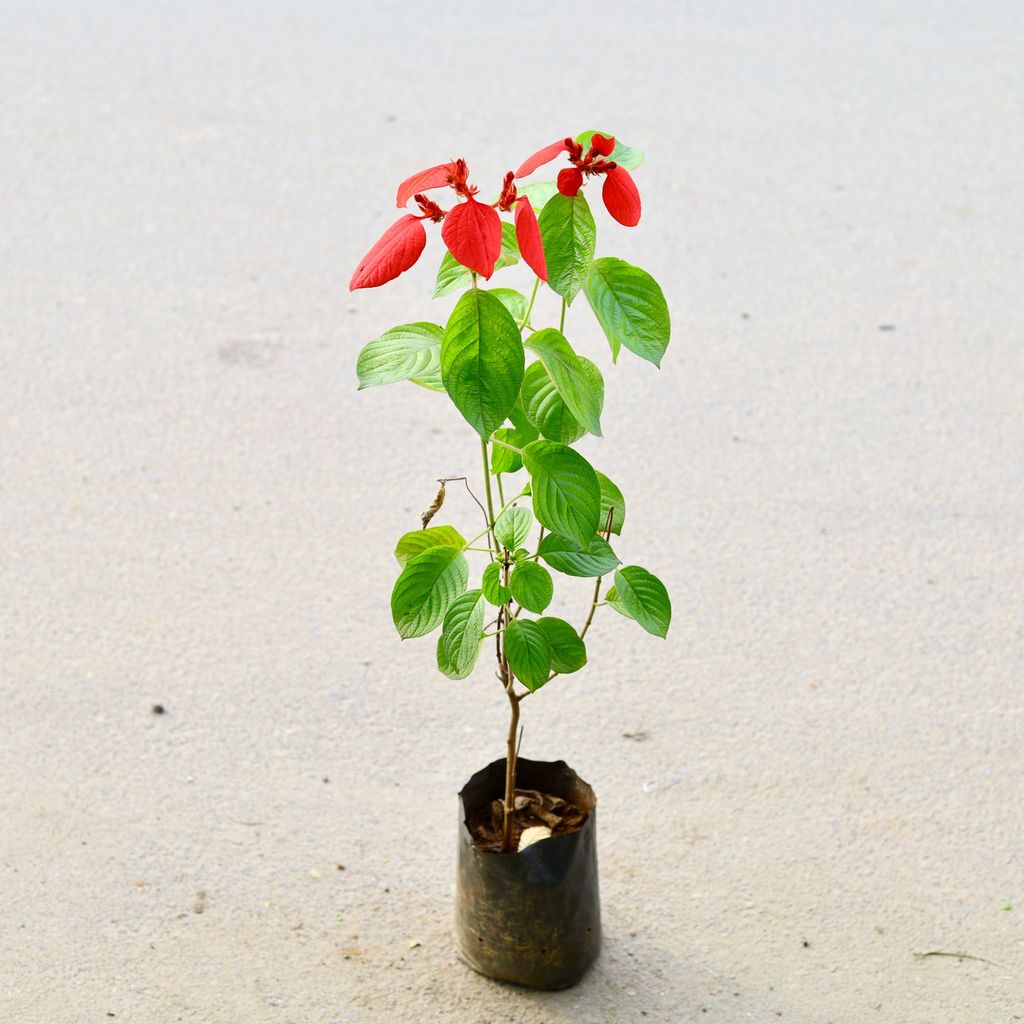 Free Next Day Delivery | Mussaenda Red in 7 Inch Nursery Bag